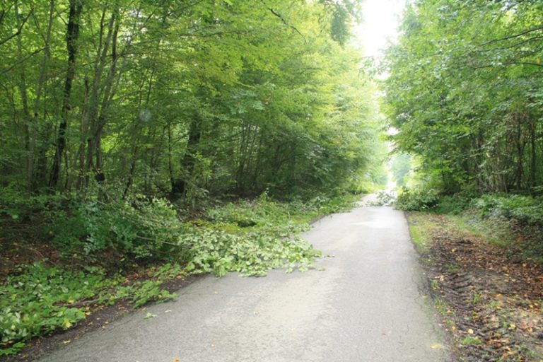 Élagage rue des Forts et de la Godelle - Commune d'Uxegney